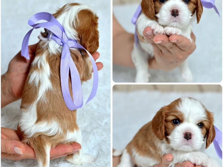 Кавалер Кинг Чарльз спаниель. Щенки ккчс (РКФ)