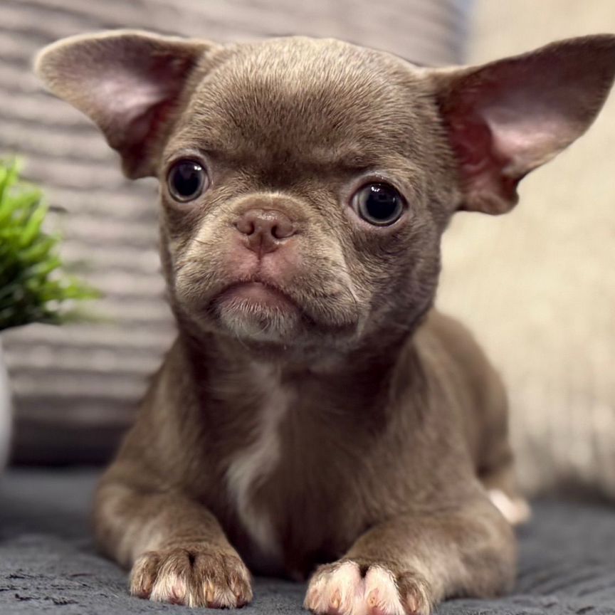 Чихуахуа, щенок