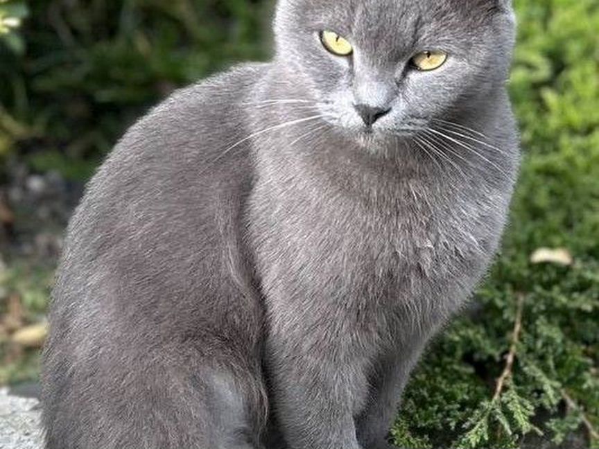 Кошка в добрые руки бесплатно