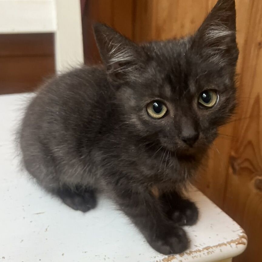 Шикарный котенок