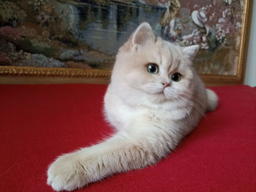 Кошки