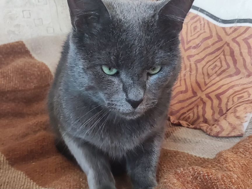 Котик русский голубой, недоверчивый красавец