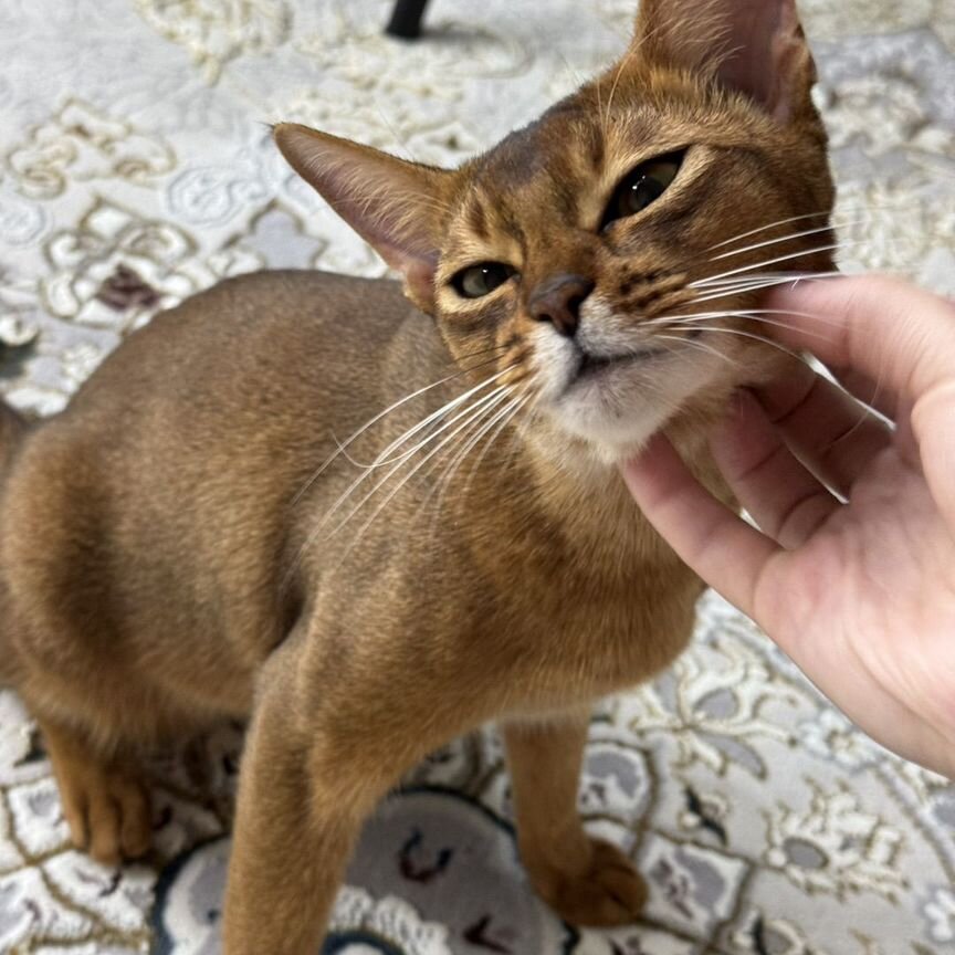 Абиссинская кошка