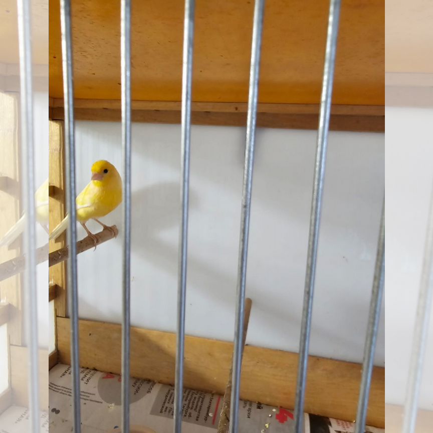 Домашняя птица