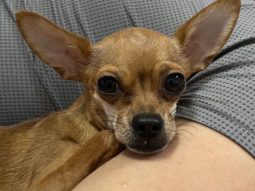 Мини той-терьер вязка