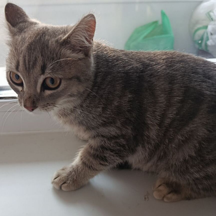 Котиксерый мальчик