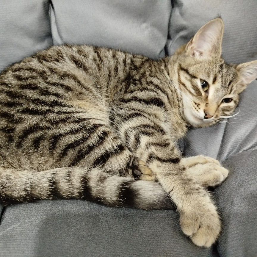 Умный котенок