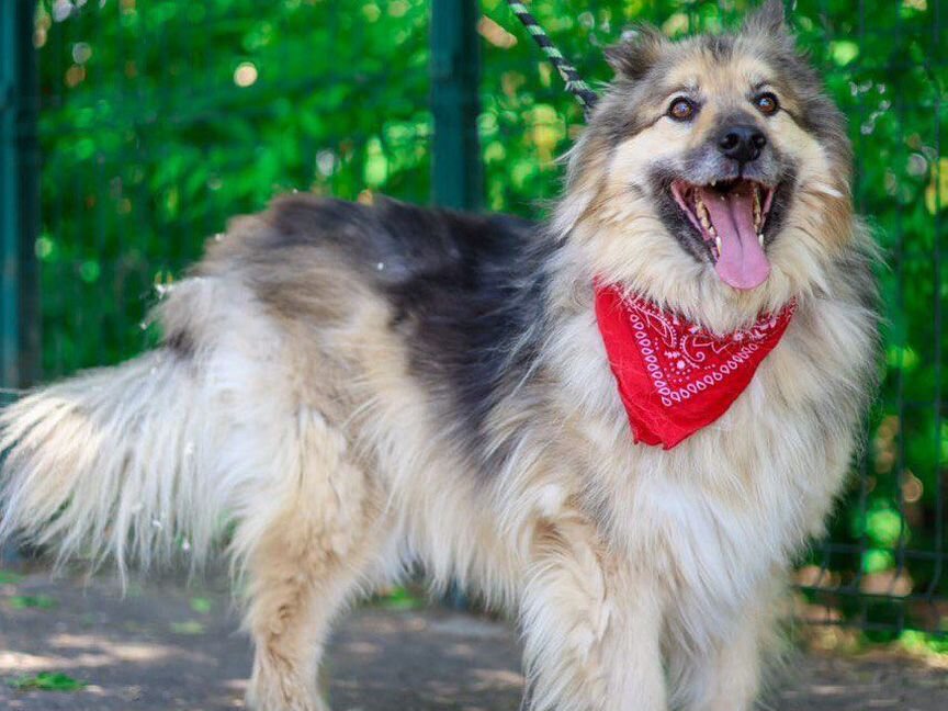 Красавец Бароша