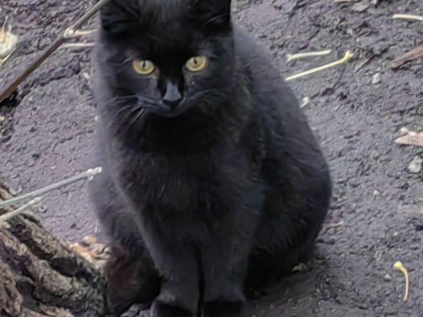 Очаровательный котик Филя в добрые руки