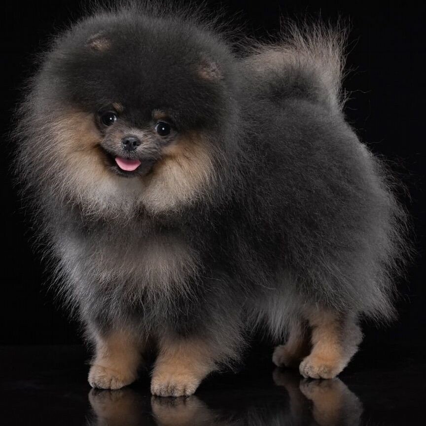 Померанский шпиц голубая с подпалом девочка