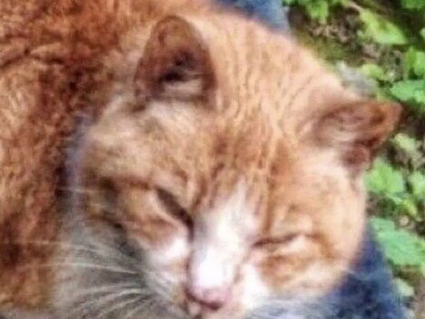 Погибающая кошечка