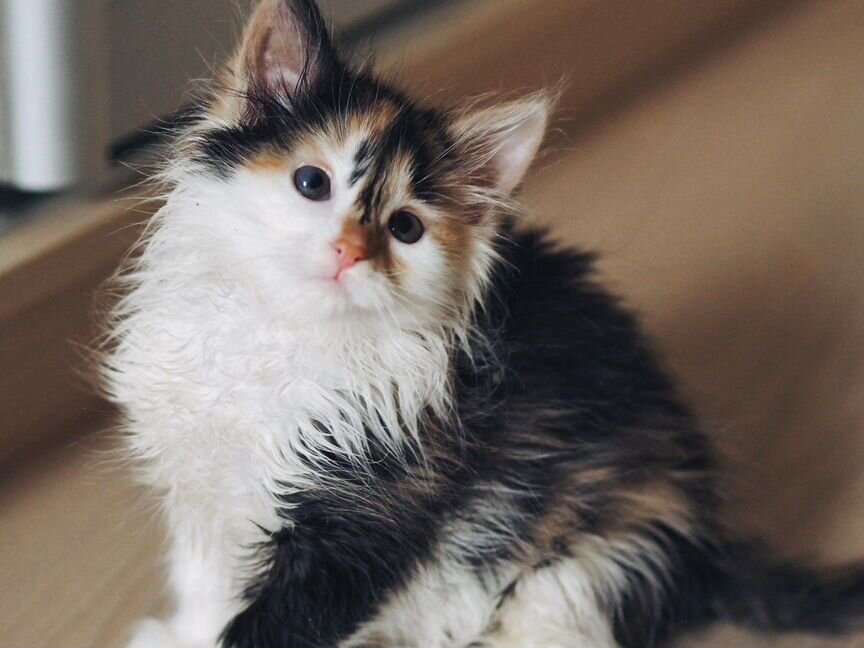 Трехцветный котенок девочка