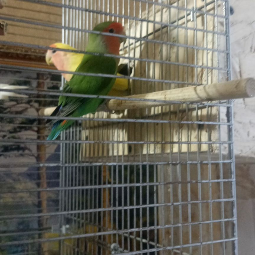 Попугай неразлучники