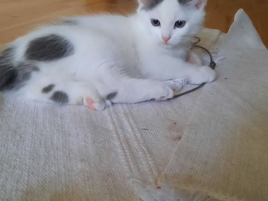 Котенок