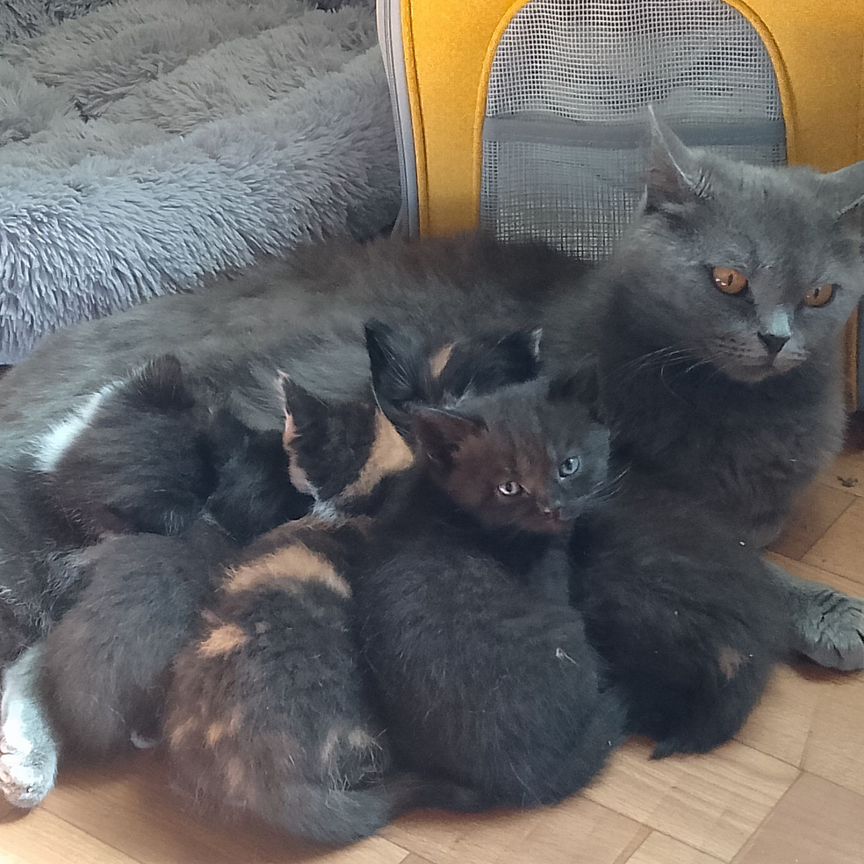 Кошечка и котик 2,5 месяца в добрые руки