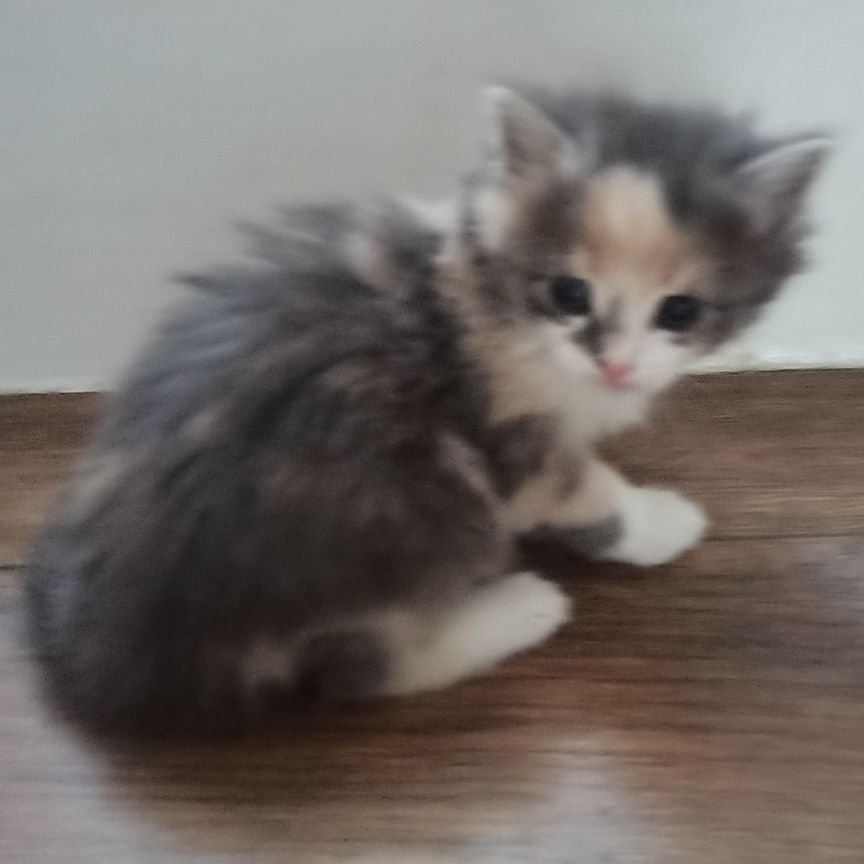 Котенок в добрые руки