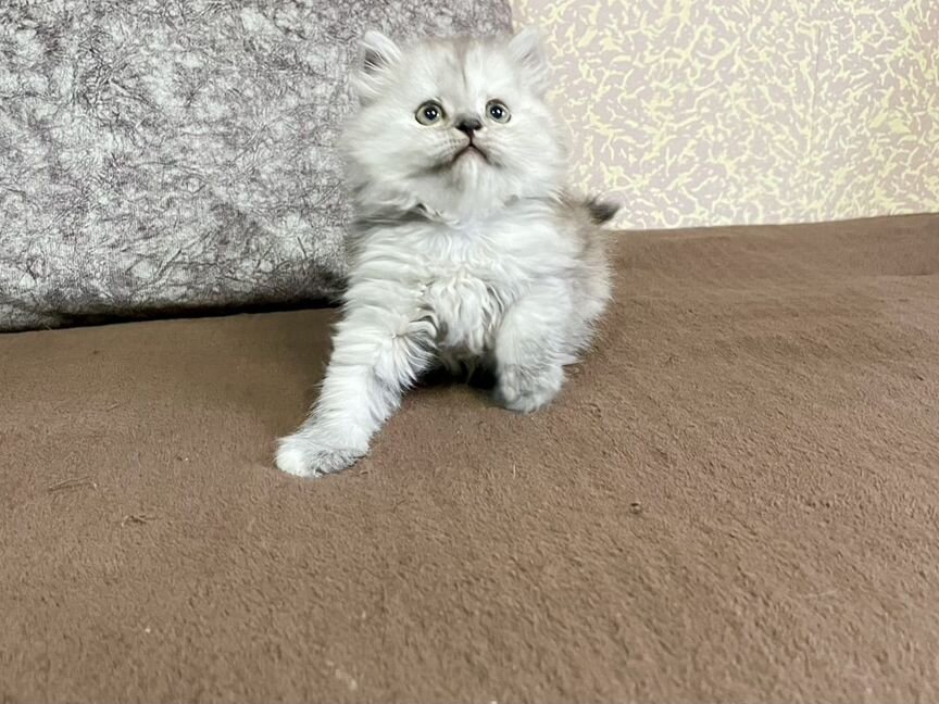 Шотландские вислоухие и прямоухие котята