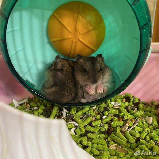 Отдам в хорошие руки хомячков