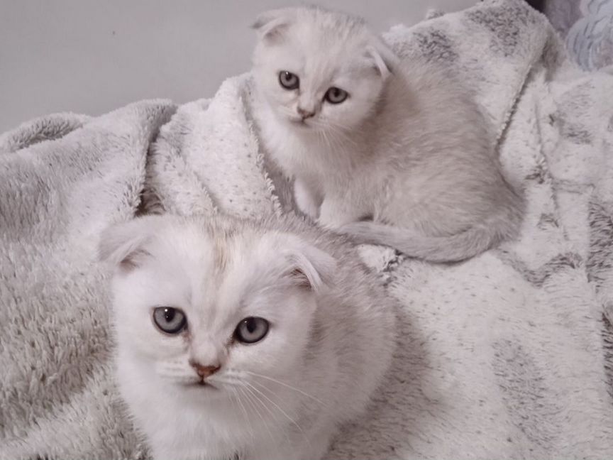 Шотландские вислоухие котята