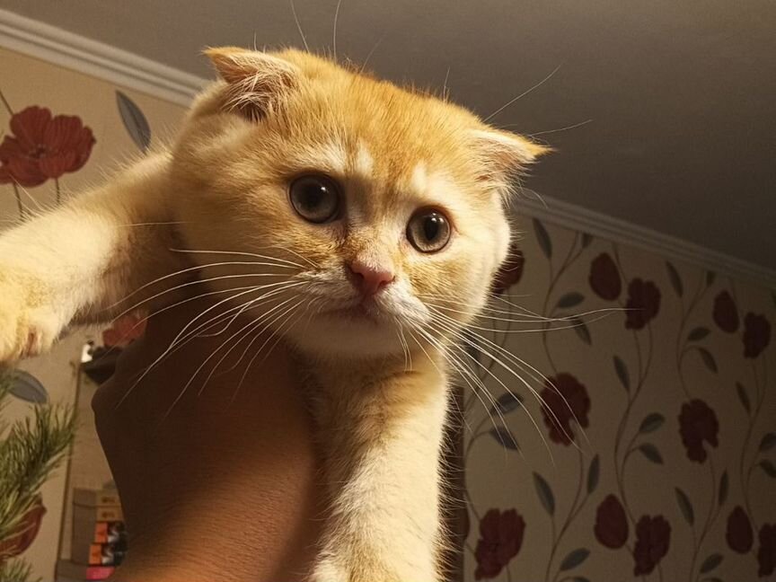 Котенок шотландец 2мес