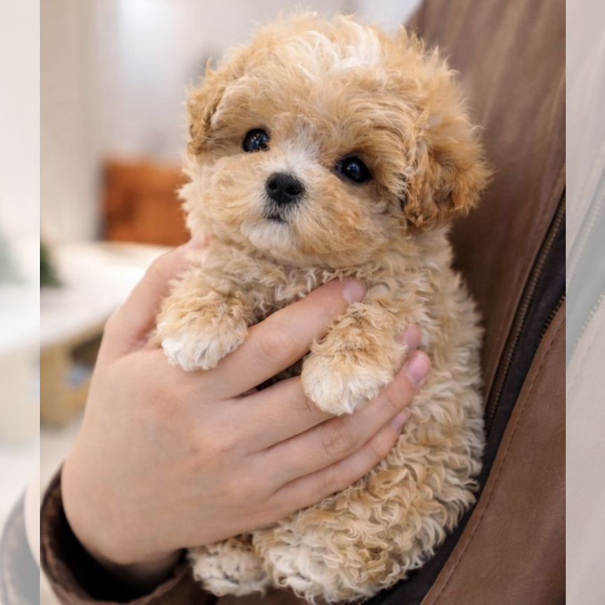 Мальтипу, щенок