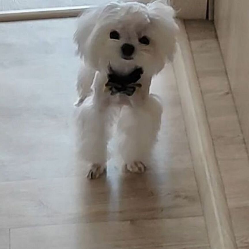 Мальтийская болонка