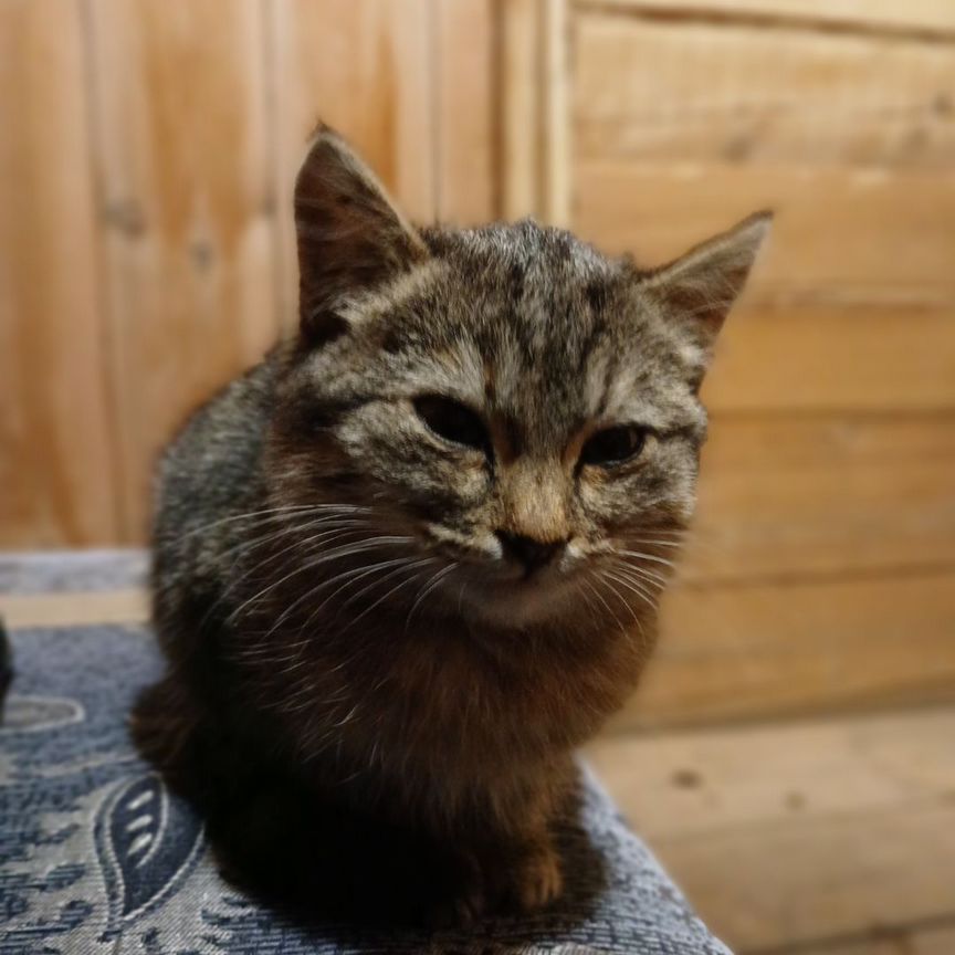 Котенок очень ищет добрые руки