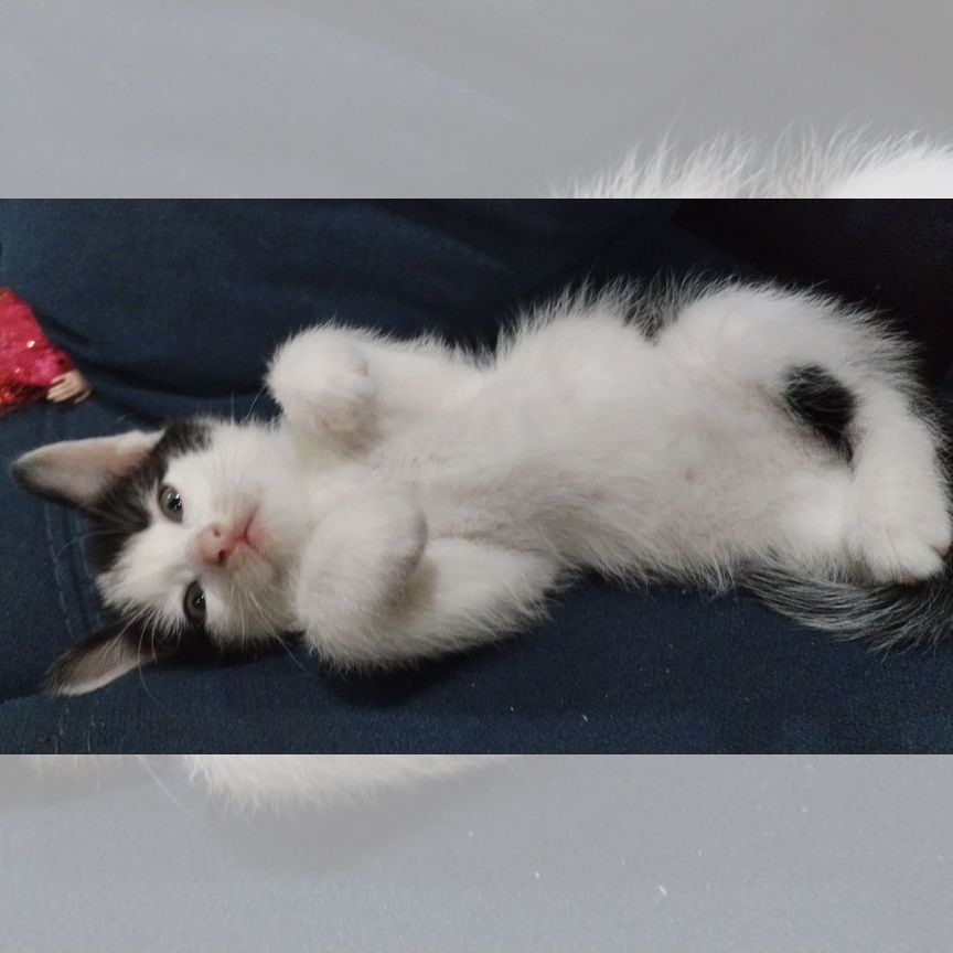 Кошка сфинкс бесплатно из всех лысых родился