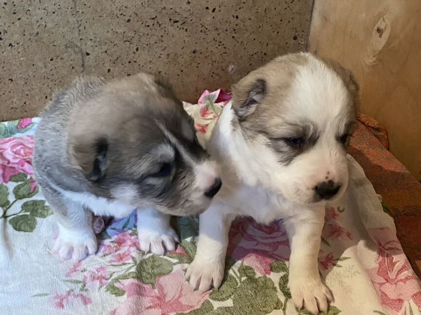 Среднеазиатская овчарка