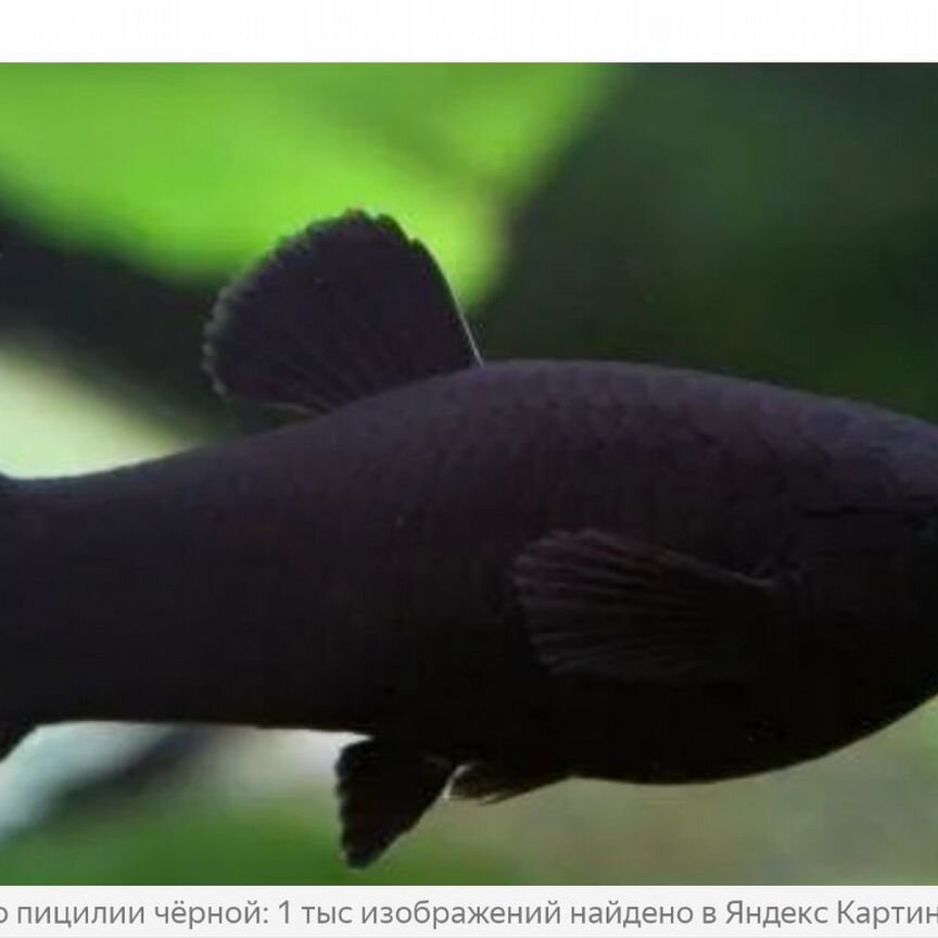 Пицилия чёрная