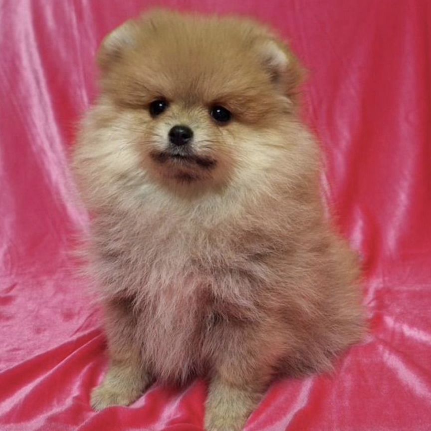 Померанский шпиц, щенок