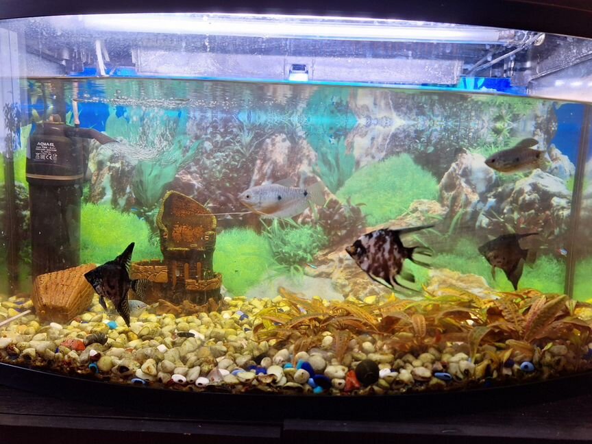 Аквариум с рыбами