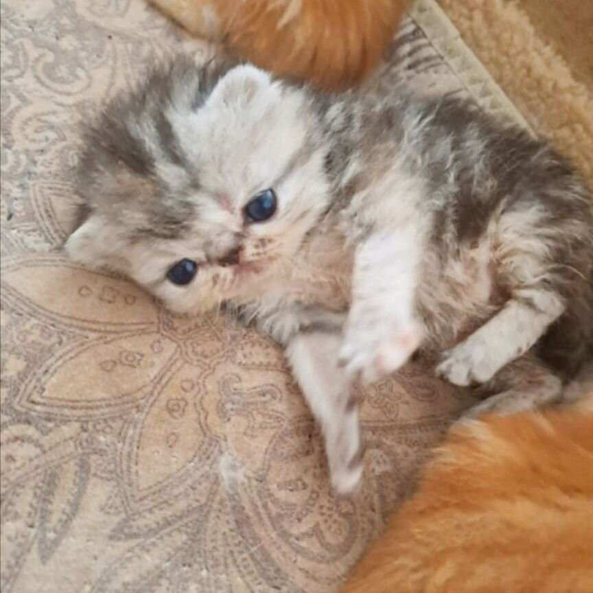 Бронирование котята экзотики