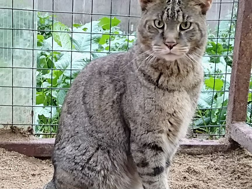 Чаузи Ф1 кошка в разведение