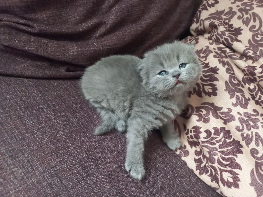 Шотландская