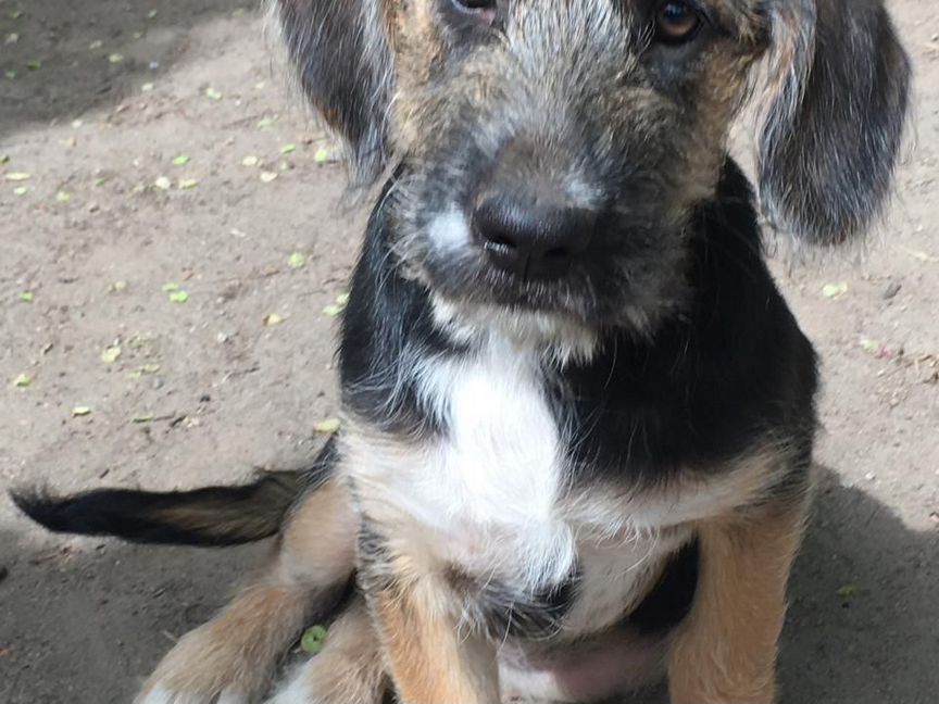 Щенок в добрые руки бесплатно