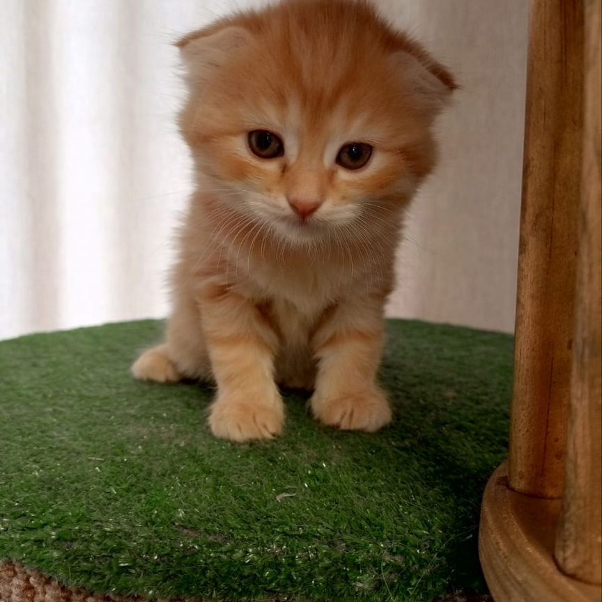 Котенок ищет добрые ручки