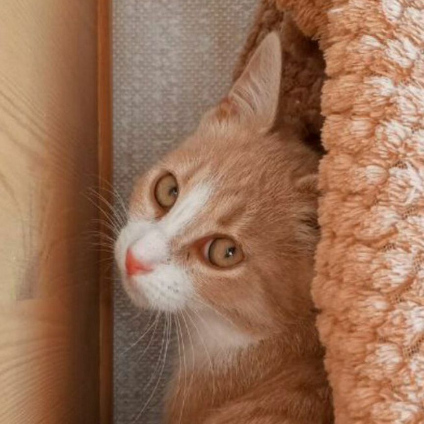 Котёнок, 4 месяца, окрас кремовый/спасён с дач