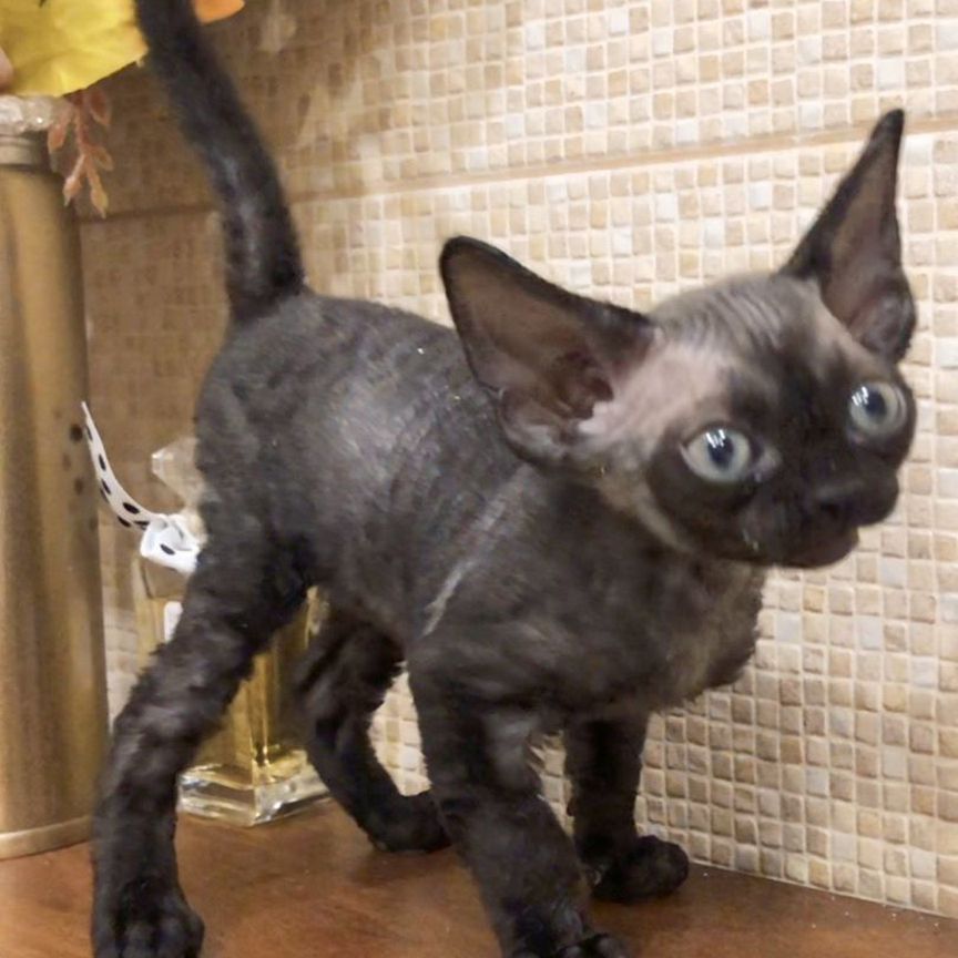 Котята девон-рекс с документами