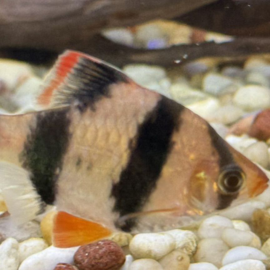 Барбус суматранский 5 шт отдаю