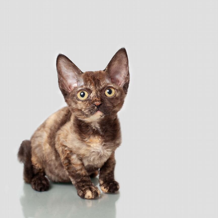 Очаровательная девочка девон-рекс