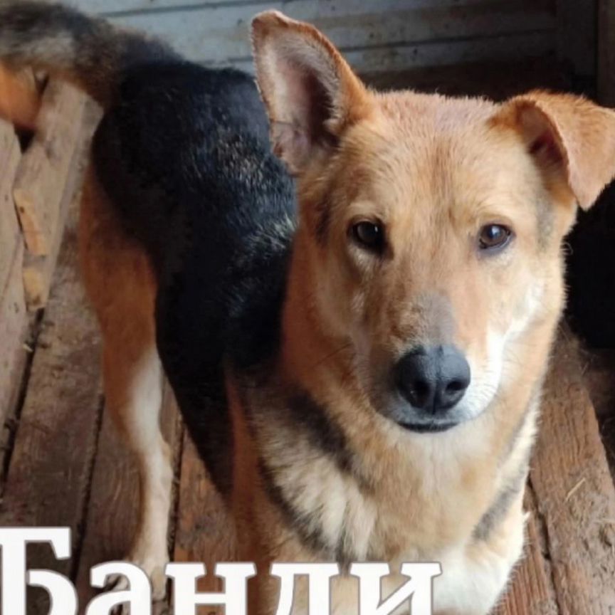 Взрослый пёс в добрые руки