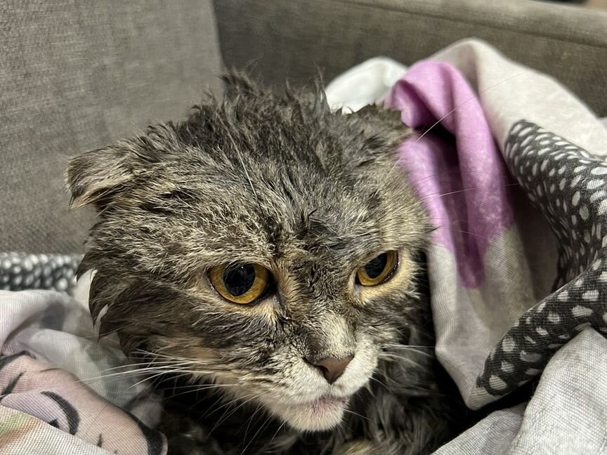 Кот