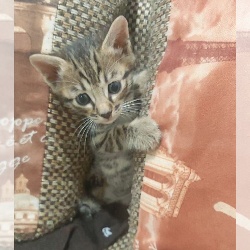 Угольный бенгал