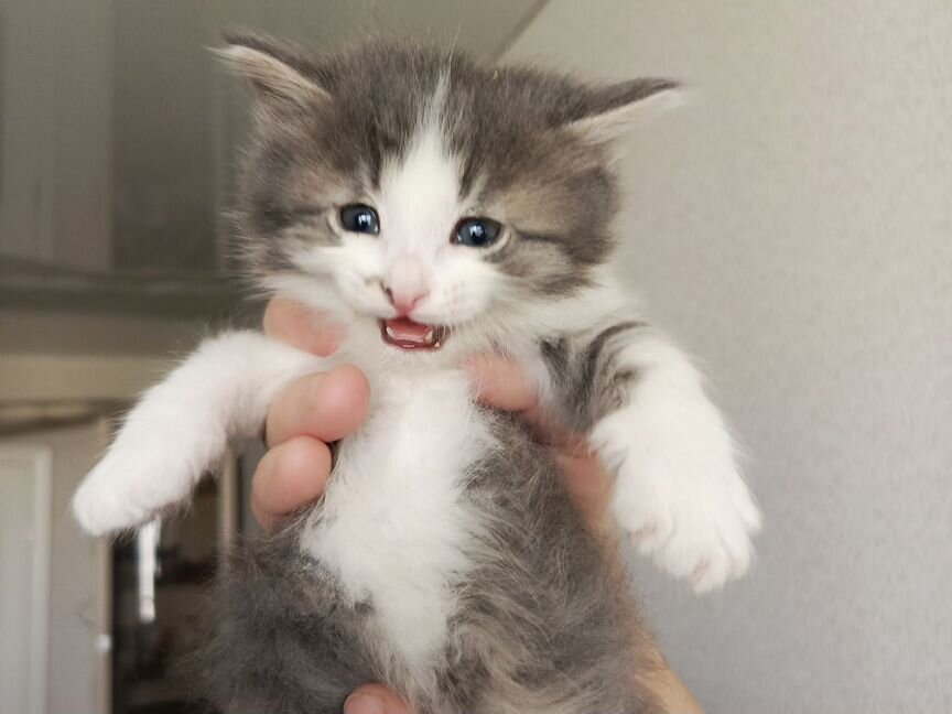Котик полтора месяца. Кушает самостоятельно