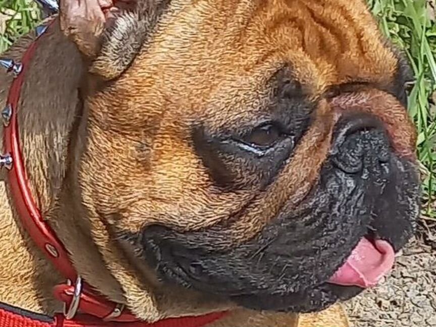 Яркая девочка Французского бульдога