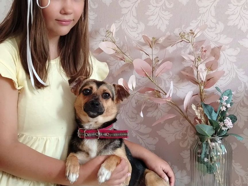 Маленькая собака в добрые руки