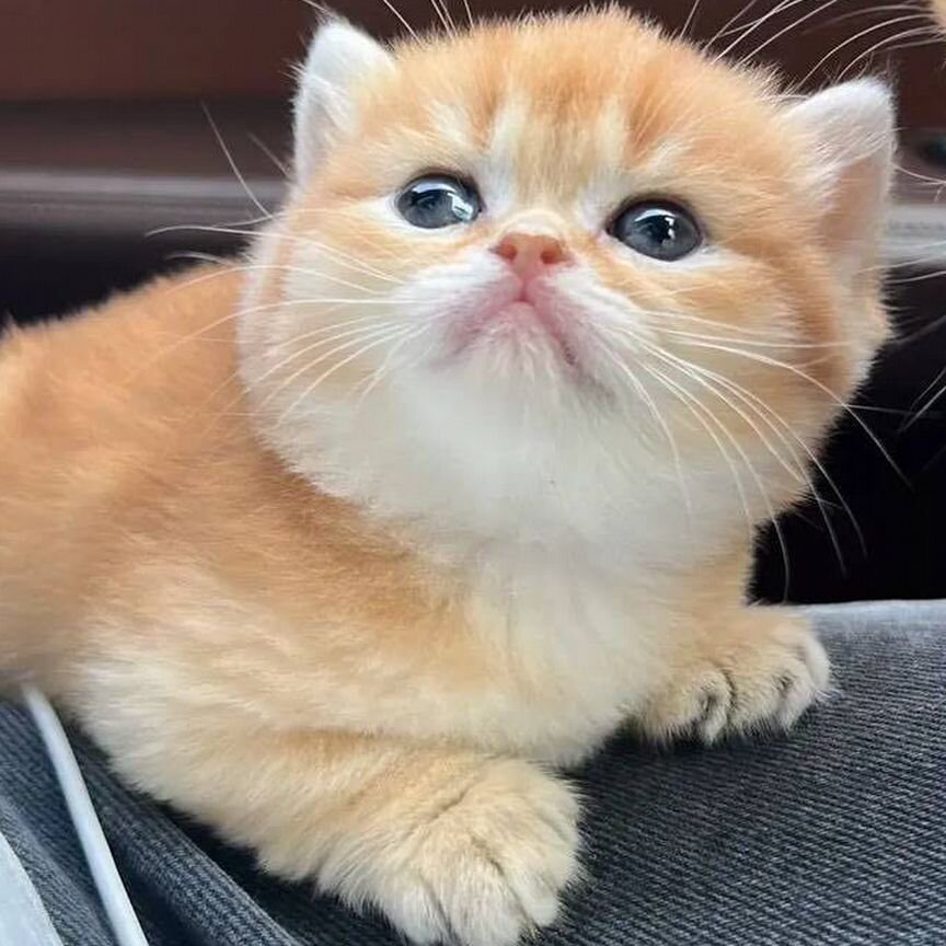 Шотландский прямоухий короткошёрстный котёнок