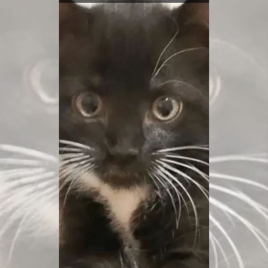 Котята в добрые руки приучены к лотку