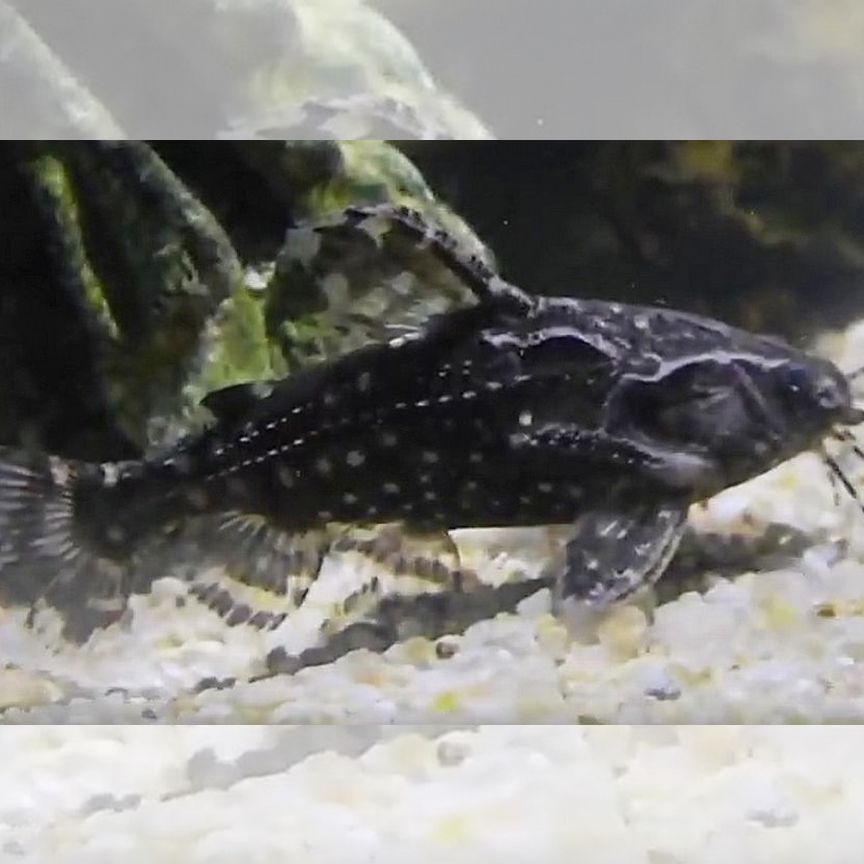 Агамикс звездчатый